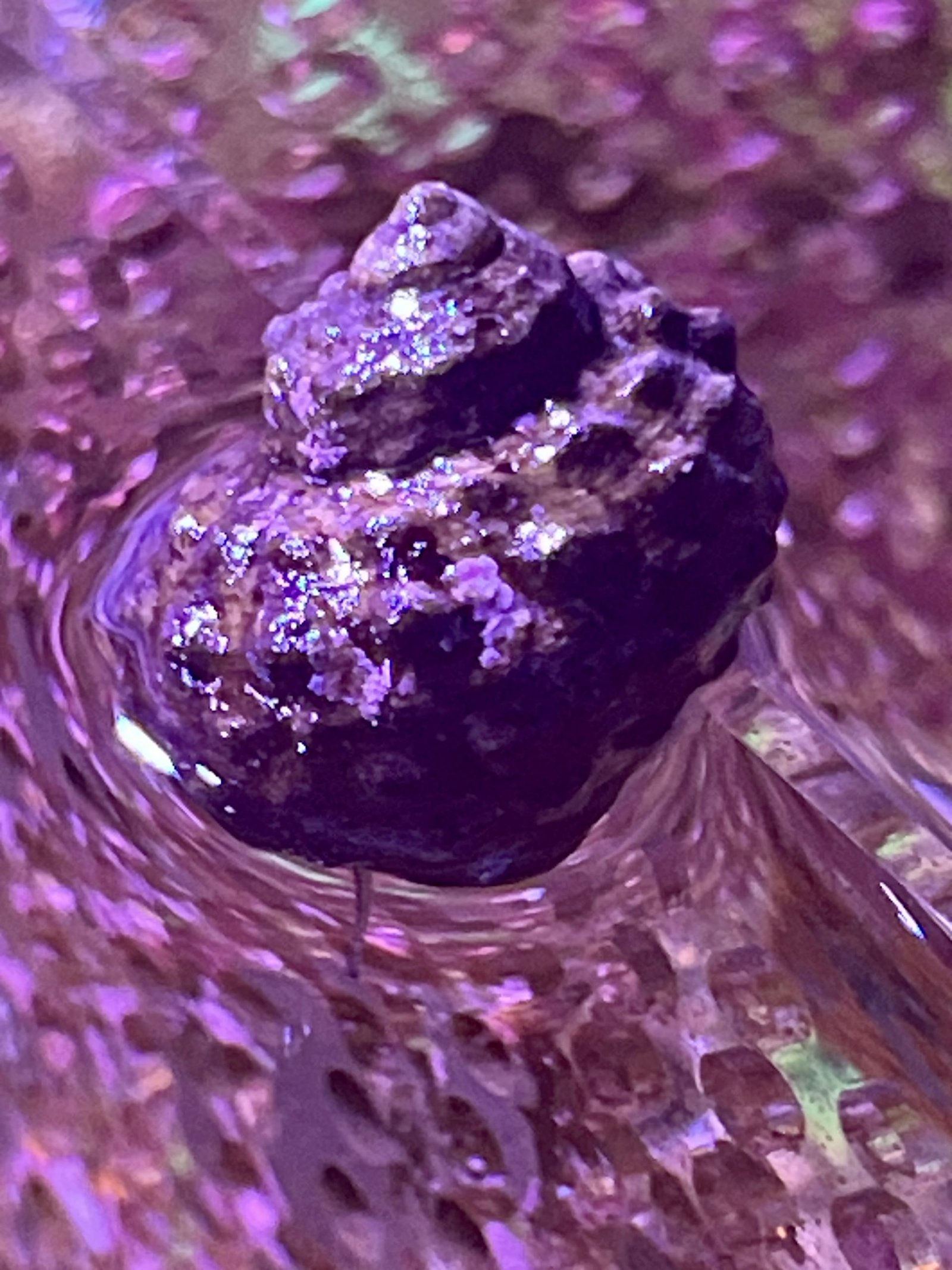 Mexican Turbo Snails - Long Island Corals