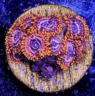 Utter Peace Zoanthids - Long Island Corals
