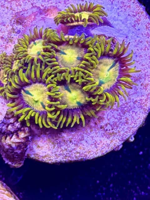 Laser Lemons Zoanthids - Long Island Corals