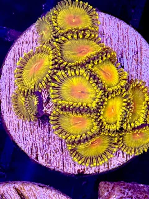 WWC Golden Gods Zoanthids - Long Island Corals