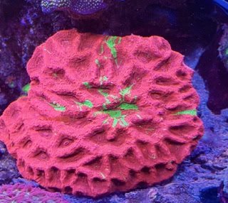 Bleeding Apple Acan Bowerbanki Colony - Long Island Corals