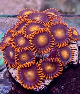 Mandarin Orange Zoanthids - Long Island Corals